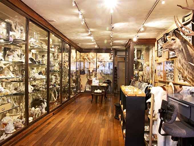 Floor-to-ceiling curiosities transform shopping into an expedition through Earth's natural history museum of marvels.