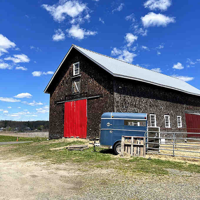 That classic New England barn with the bright red doors knows it's photogenic and isn't shy about it.