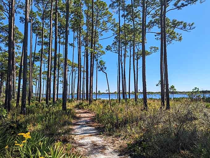 Ancient pines stand sentinel over trails that wind through ecosystems found nowhere else on the planet.