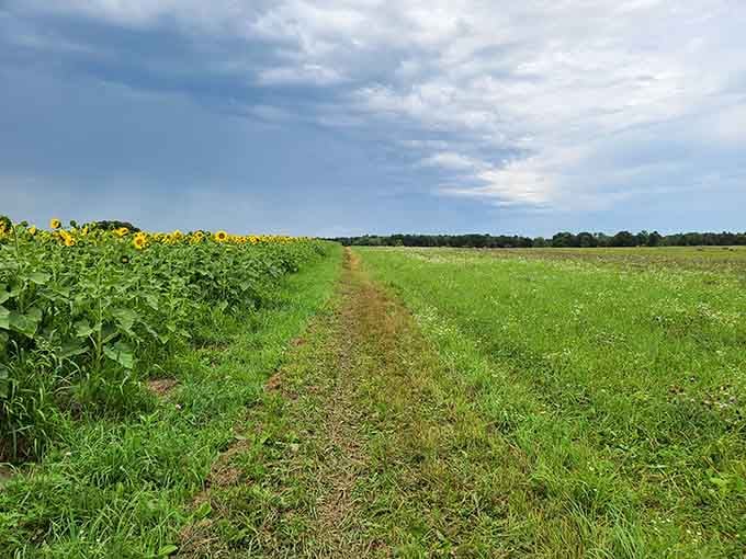 Walking paths between sunflower rows where the only traffic jam involves bees and butterflies.