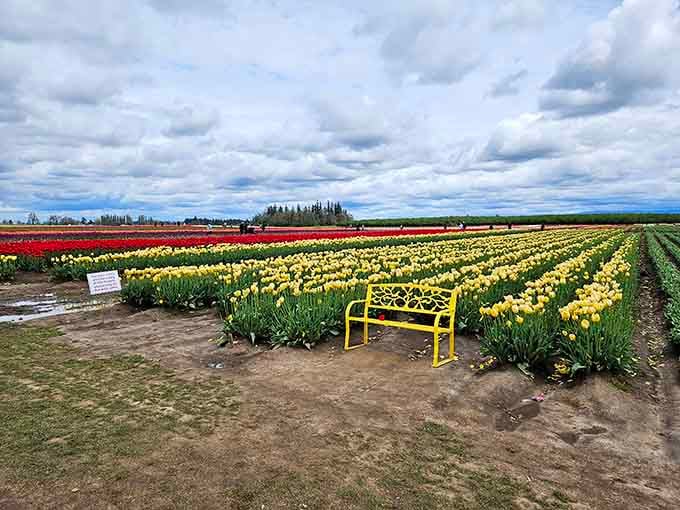 Rainbow rows stretching to the horizon, proving that nature's color palette puts your phone's filters to shame.