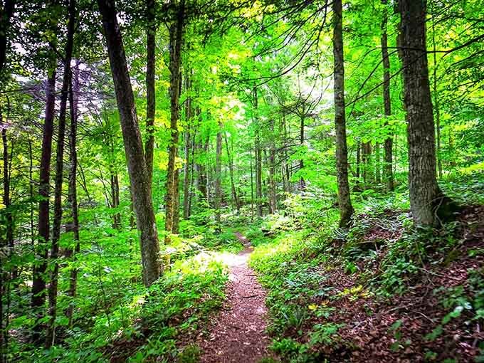 These forest trails wind through green so vibrant, you'll swear someone cranked up the color settings on reality.