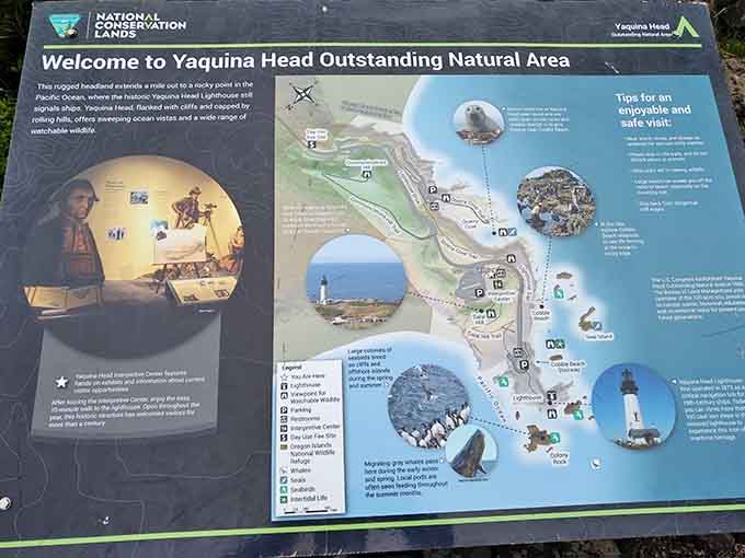 Your roadmap to coastal magic: tide pools, seals, whales, and one seriously photogenic lighthouse all in one spot.