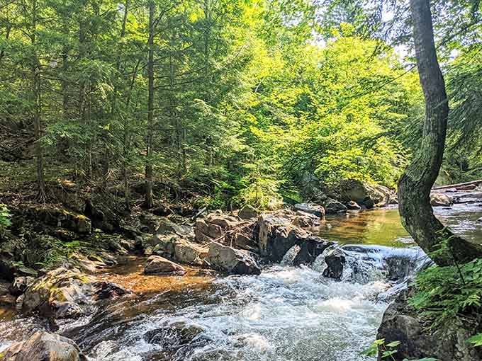 Cascading waters catch the light while the forest provides the perfect green backdrop for this show.