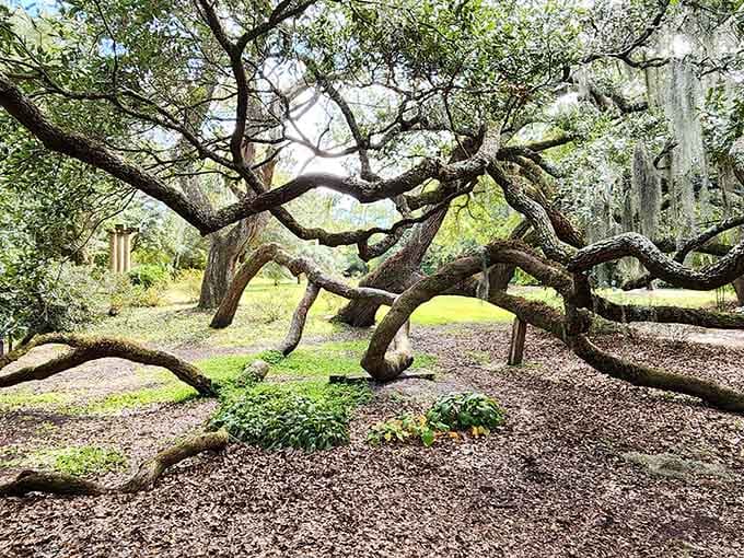 This ancient oak's twisted branches create nature's most elegant living sculpture in the garden.