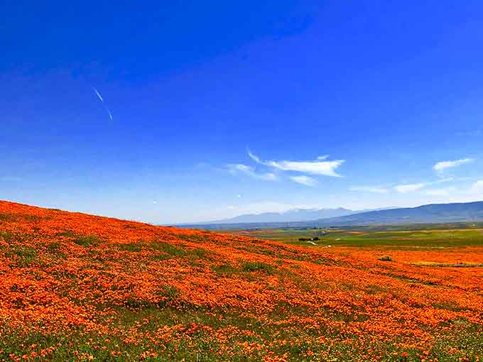 When California's state flower decides to throw a party, the entire desert shows up dressed in blazing orange.