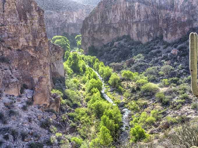 Towering canyon walls frame this year-round creek where cottonwoods thrive and seven fish species call the clear water home.