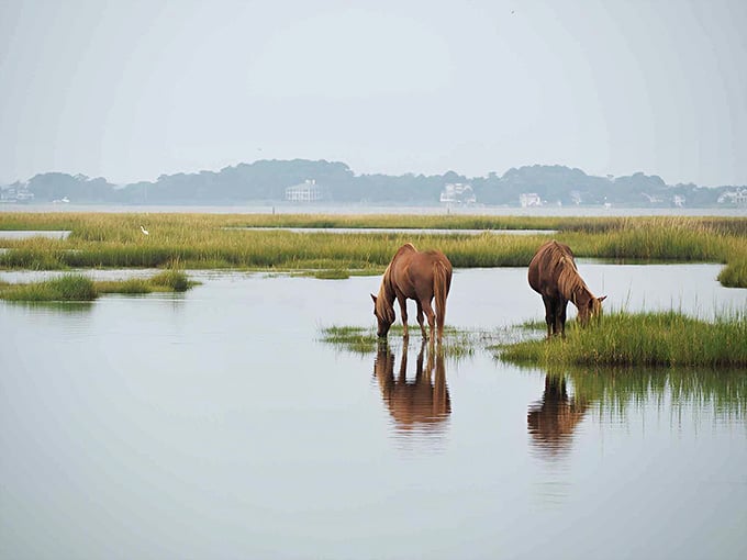 Wild ponies grazing in shallow marshland create a scene so peaceful, you'll forget these beauties answer to no one.