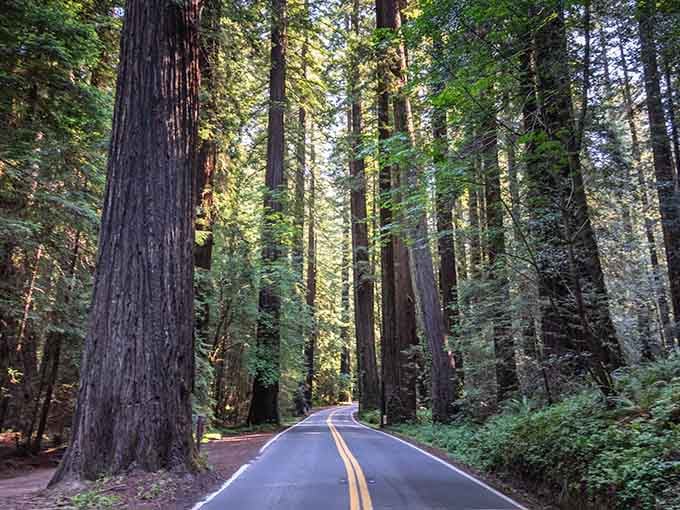 Driving through these towering redwoods feels like entering a cathedral built by Mother Nature herself centuries ago.