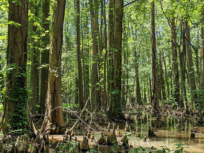 Those knobby cypress knees rising from tea-colored water create an atmosphere straight out of a Southern Gothic novel.