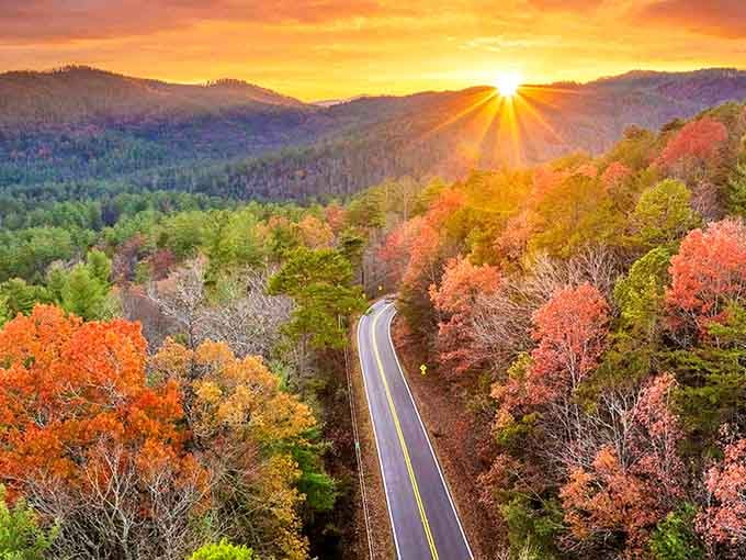 Golden hour transforms this mountain road into something straight out of a nature documentary's highlight reel.