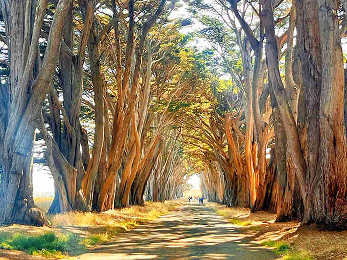 Golden light filters through ancient cypress branches, creating nature's own cathedral that'll stop you in your tracks every time.