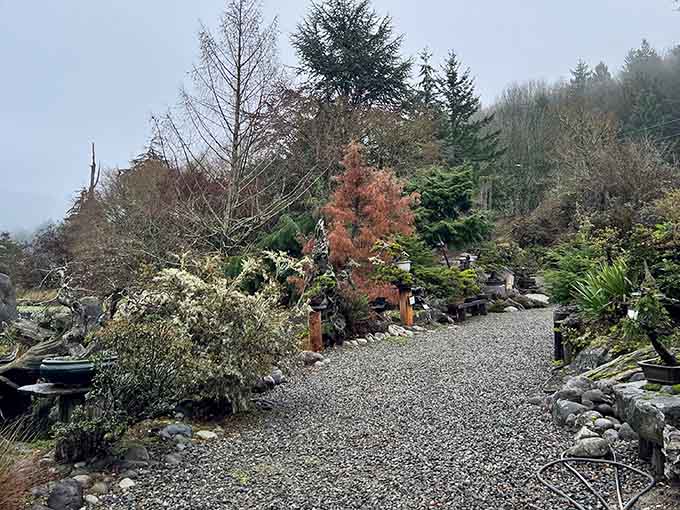A gravel path meanders through miniature landscapes where autumn colors dance among carefully sculpted trees and stones.