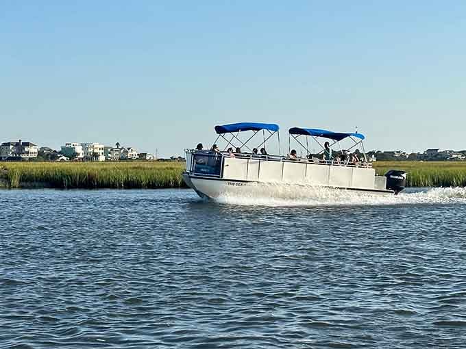 Cruising through coastal waters under blue canopies, searching for dolphins in their natural playground.