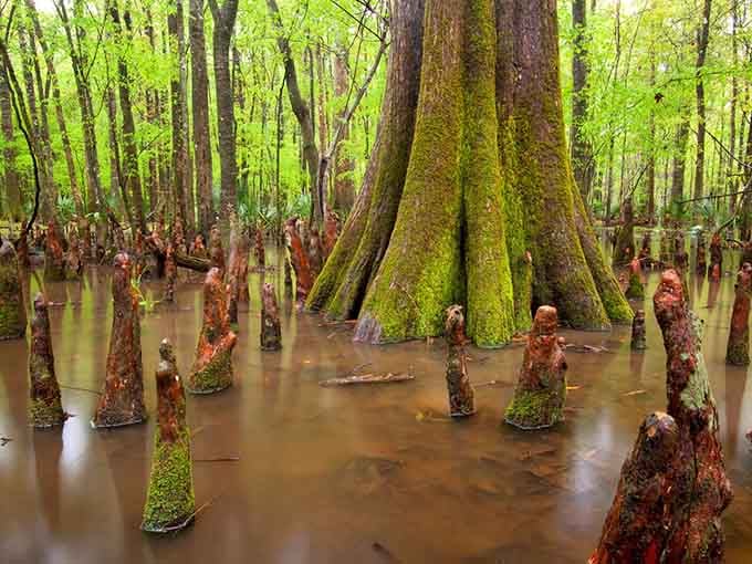 Those knobby cypress knees poking up like nature's own garden gnomes guarding this ancient emerald cathedral.