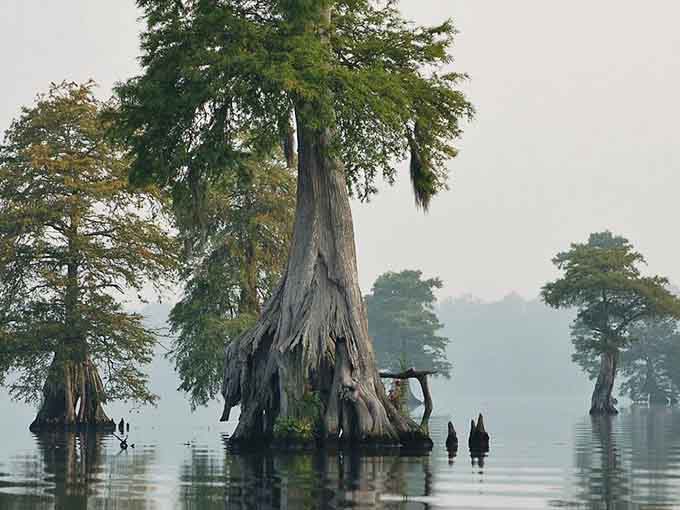 Ancient cypress trees rise from misty waters like something from a Tolkien novel, their massive trunks defying gravity with graceful determination.