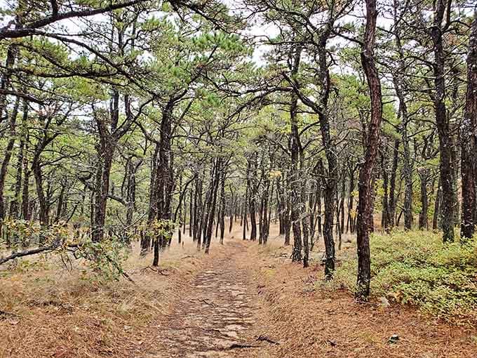 Pine-scented trails wind through coastal forests where the only soundtrack you need is birdsong and ocean breezes.