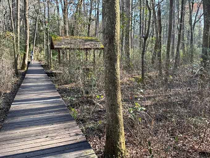 This wooden boardwalk through the pines feels like strolling through a peaceful Southern Gothic novel setting.