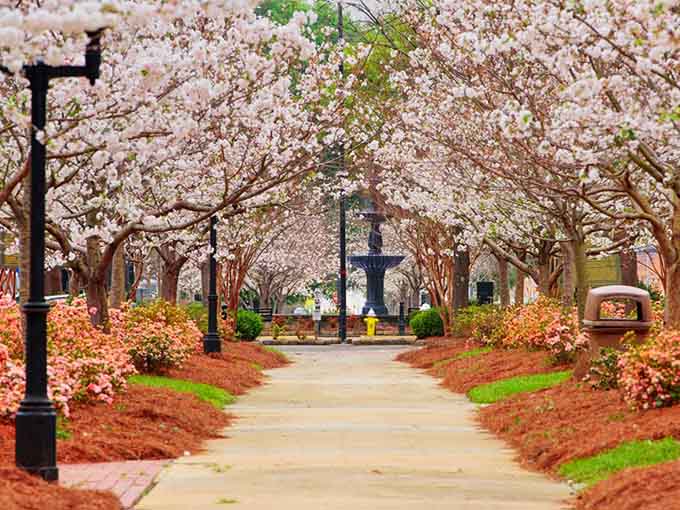 Spring's cherry blossoms create a pink canopy that transforms ordinary streets into something straight from a dream sequence.