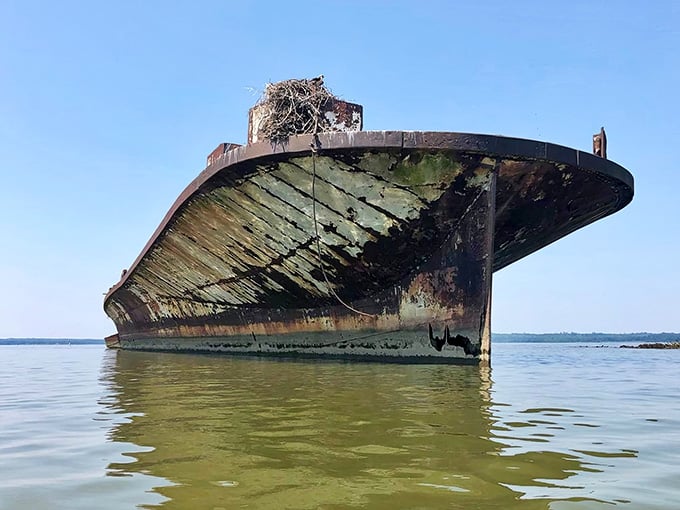 When ships become art installations, nature takes over with moss, rust, and nesting birds creating haunting beauty.