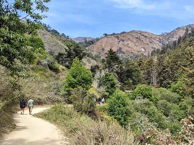 Winding through canyon walls where ferns drape like nature's curtains, this path whispers secrets of cooler days.