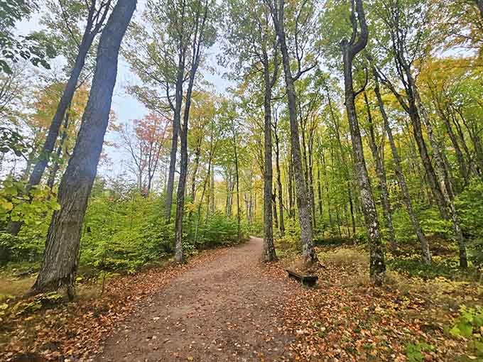 Early autumn whispers through towering trees on this peaceful path, where fallen leaves crunch underfoot like nature's welcome mat.