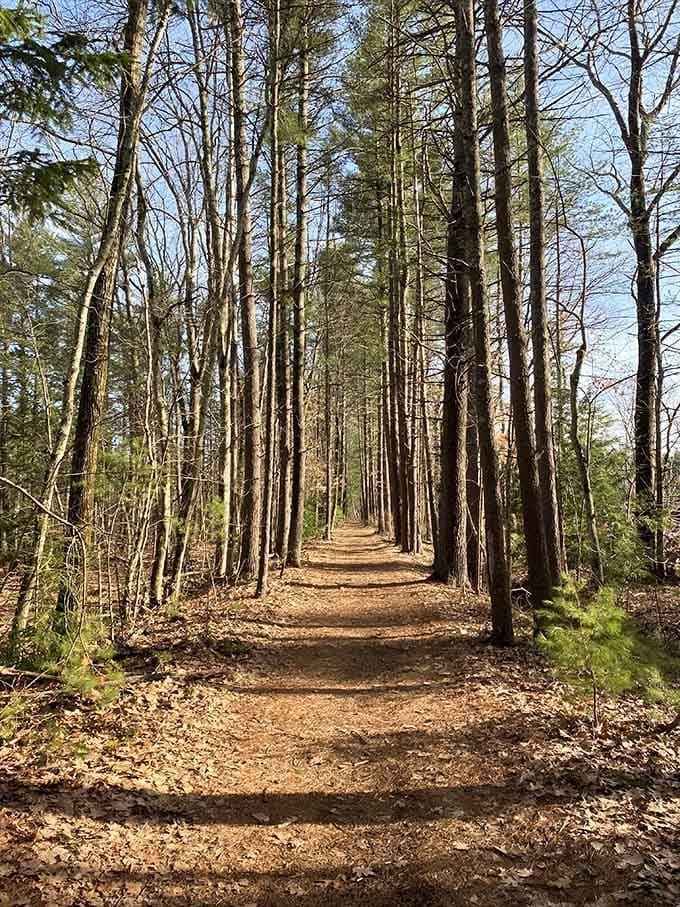 These towering pines stand like cathedral columns, creating a natural sanctuary that makes you want to whisper.