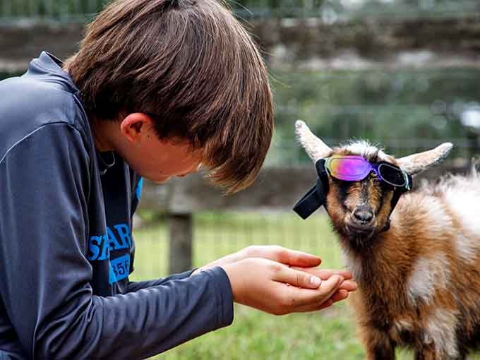 When a goat rocks designer shades better than you do, you know you've found Florida's coolest farm animals.