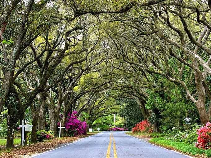 Ancient oaks create nature's own cathedral ceiling, draping Spanish moss like elegant chandeliers overhead.