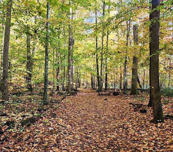 Autumn's copper carpet crunches underfoot as sunlight dances through the canopy in this peaceful woodland escape.