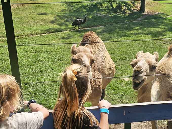 When a camel gets this close, you realize they're basically giant puppies with impressive humps.