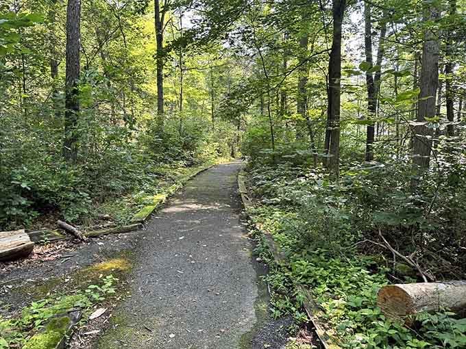 Sunlight filters through the canopy onto this smooth path, proving not all adventures require mountain climbing gear.