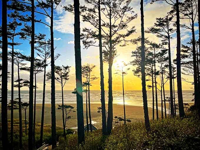 Sunset filters through windswept pines like nature's own stained glass window overlooking the endless Pacific horizon.