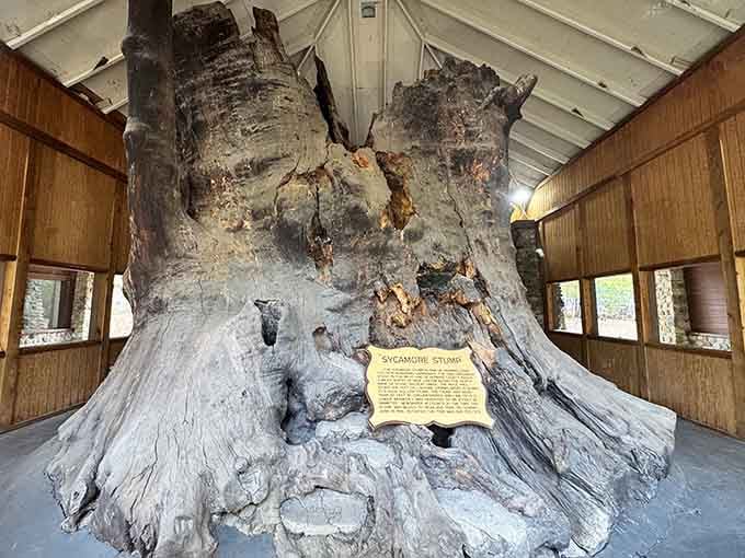 The massive Sycamore Stump sits protected in its own building, showcasing nature's incredible power and impressive size.