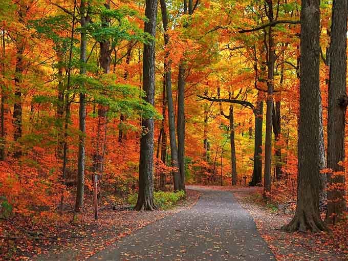 This tree-lined path glows like a sunset painting, inviting you to wander through nature's own cathedral of color.