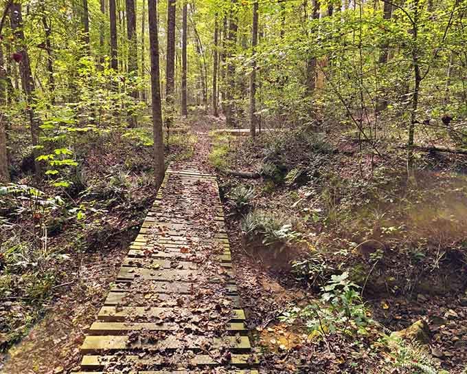 This charming wooden footbridge crosses a quiet stream, inviting you deeper into the shaded forest beyond.