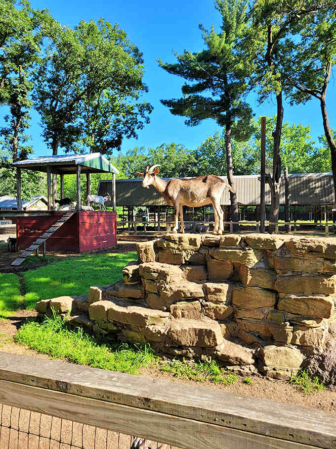 This majestic deer surveys his rocky kingdom with the confidence of a woodland monarch greeting loyal subjects.