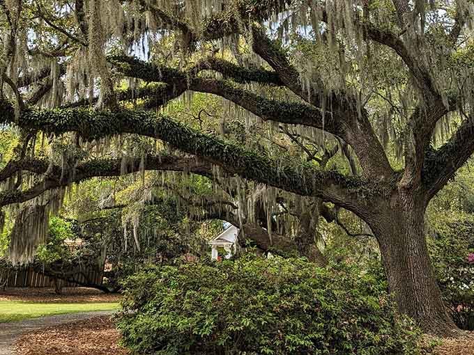 Spanish moss drapes like vintage lace curtains from centuries-old limbs reaching toward heaven.