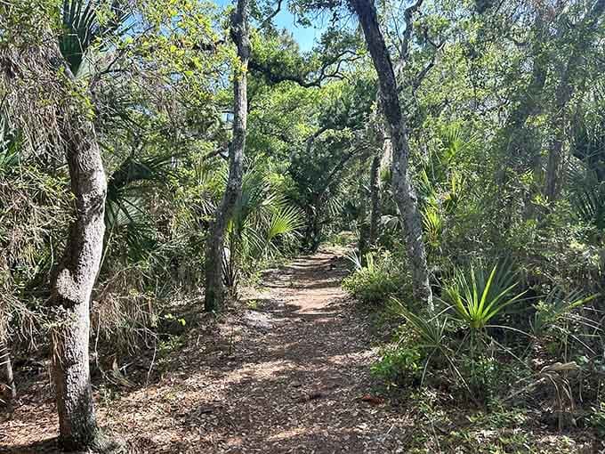 Ancient oaks twist overhead on this shaded path, their branches creating natural archways older than your favorite sitcom reruns.