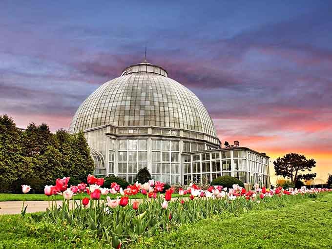 When sunset paints the conservatory in cotton-candy hues, even the tulips seem to blush with delight.