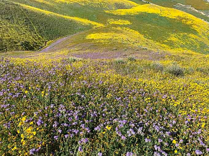 Golden hills meet purple lupine in nature's own super bloom spectacular that'll make your heart skip a beat.