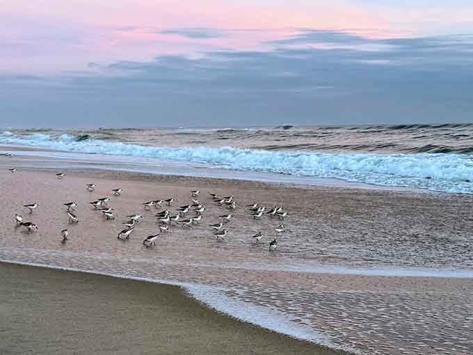 Dawn's shorebirds gather like a committee meeting, discussing the day's agenda along this pristine protected coastline.