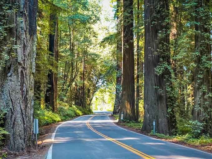 Sunlight filters through ancient giants creating golden beams that make you believe in magic all over again.