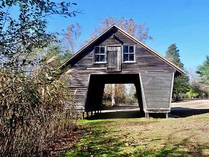 This weathered barn has seen centuries pass, standing strong like a patient grandfather watching over the pines.