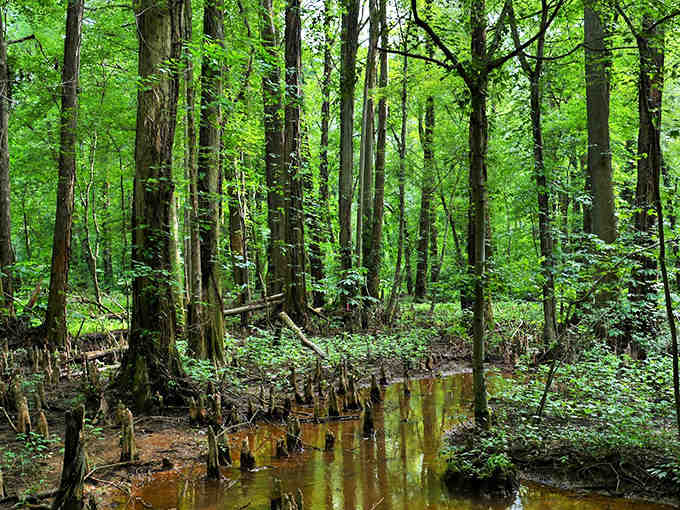 Lush ferns carpet the forest floor while cypress sentinels guard their watery domain with quiet dignity.