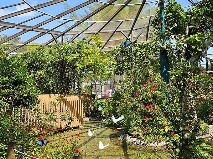 Those blue morpho butterflies fluttering past the water feature create a scene straight from a nature documentary.