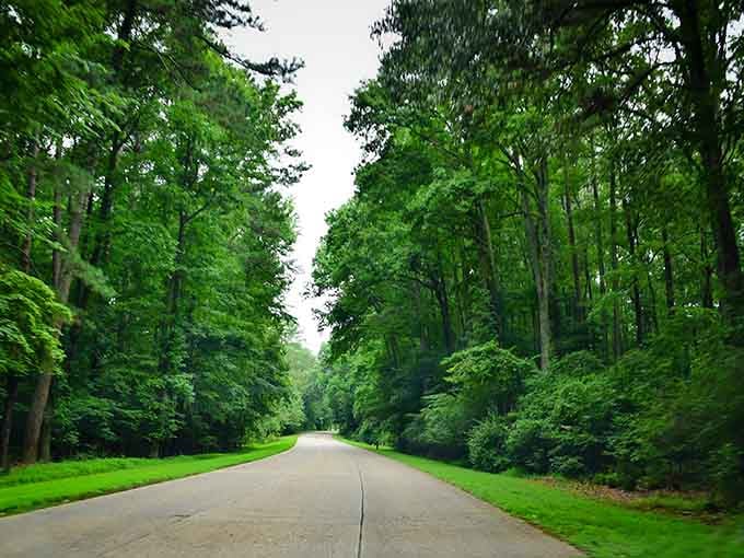 Trees form a cathedral ceiling over this peaceful stretch, filtering sunlight like stained glass made of leaves.