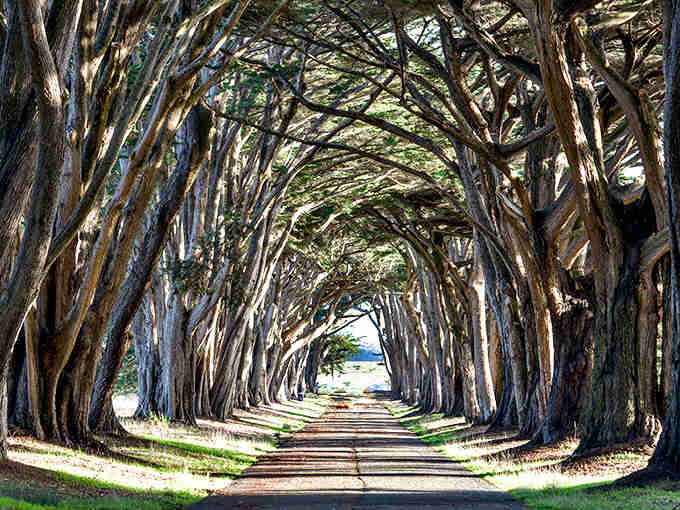 This tree-lined path feels like walking through a living storybook where every step reveals another breathtaking natural wonder.