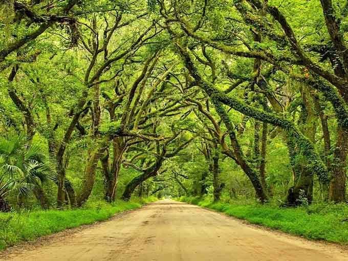 Spanish moss drapes like nature's own beaded curtains, swaying gently in the breeze that whispers through centuries.