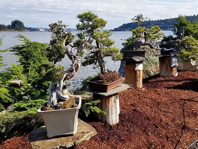 Ancient bonsai trees twist dramatically against the waterfront, proving that good things really do come in small packages.